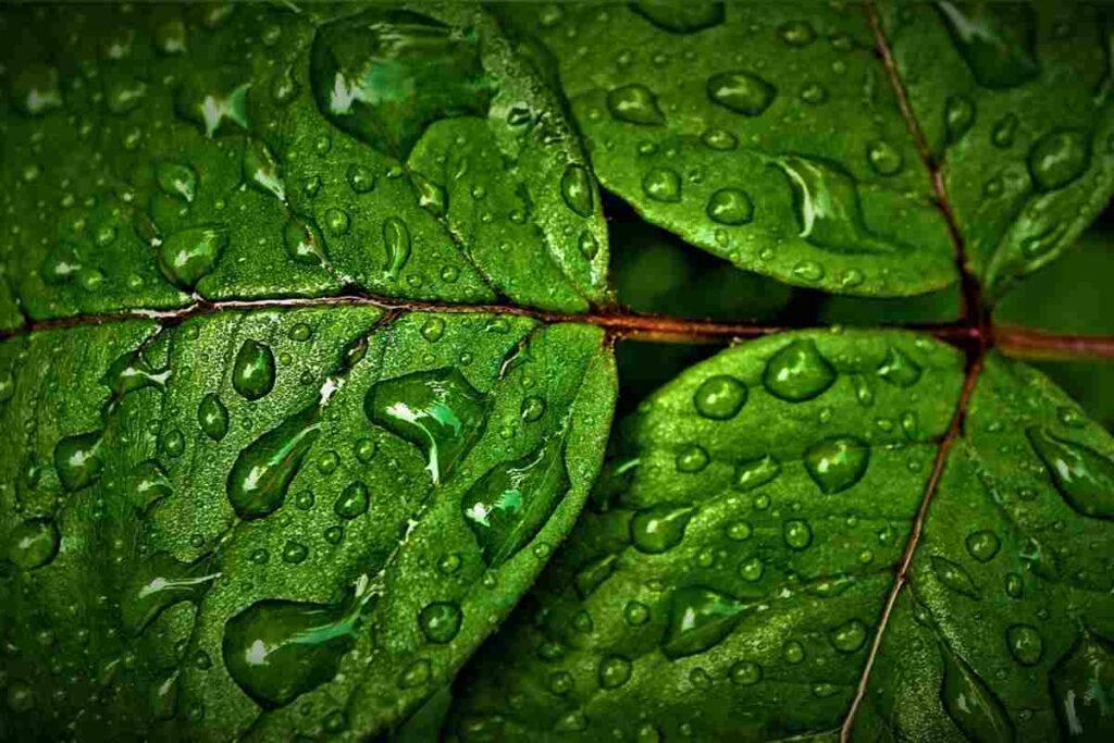 Clorofilla, la sostanza naturale capace di curare tutto il nostro corpo ...